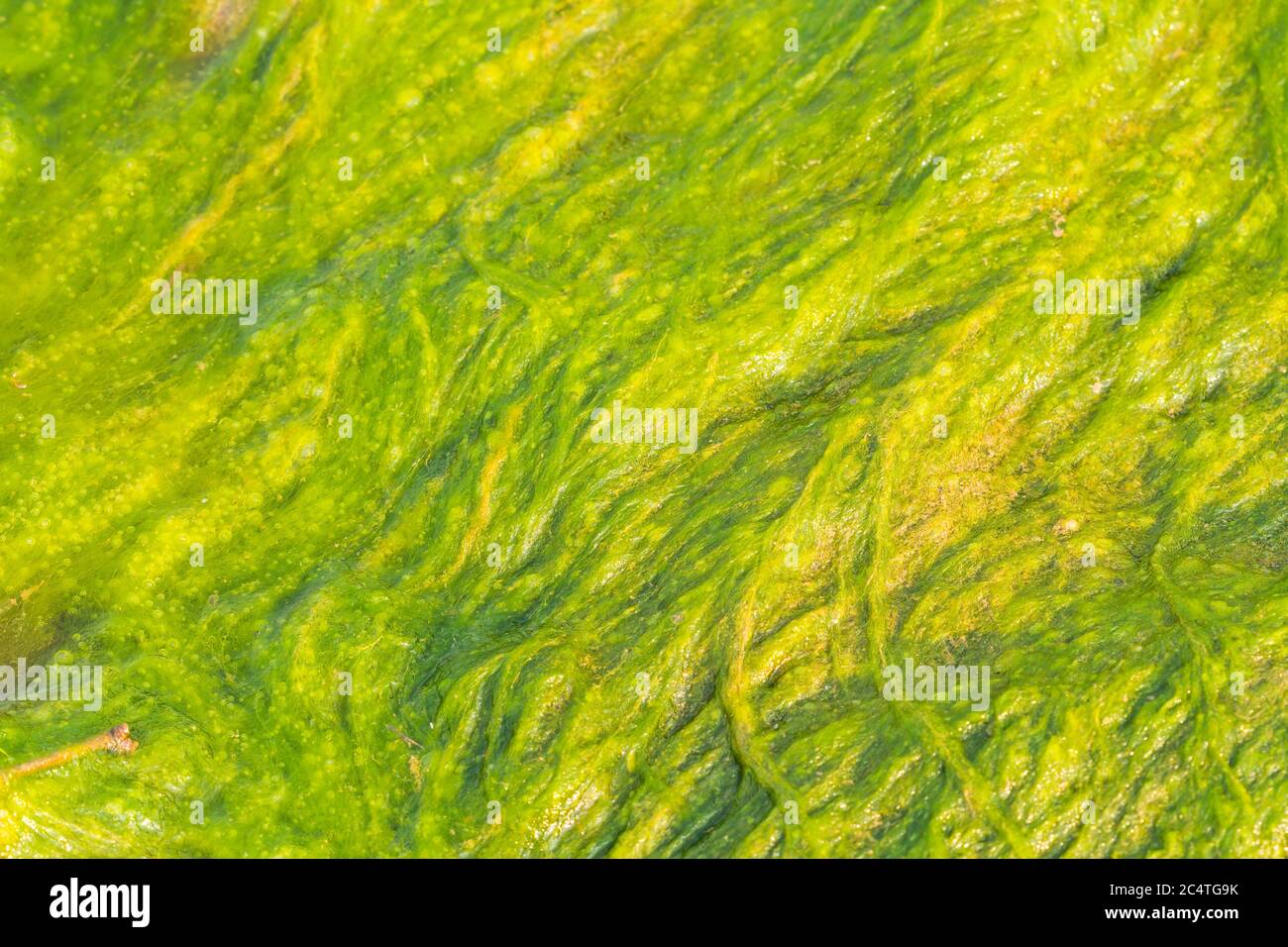 Green slime from algae in lake Stock Photo - Alamy