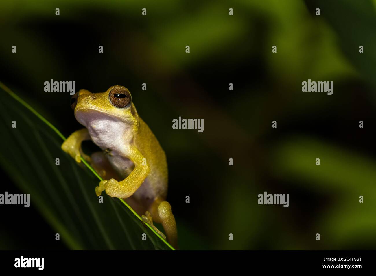 Asian painted frog hi-res stock photography and images - Alamy