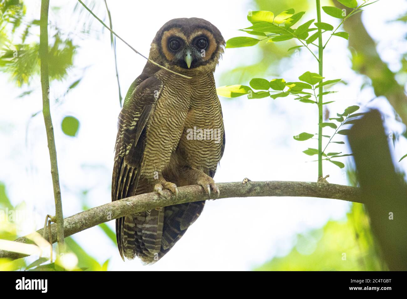 wood owl just relaxing after a hunt Stock Photo - Alamy