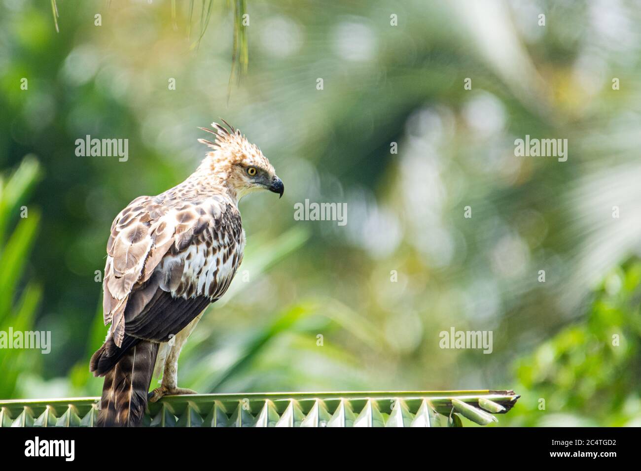 Indian brown eagle hi-res stock photography and images - Alamy