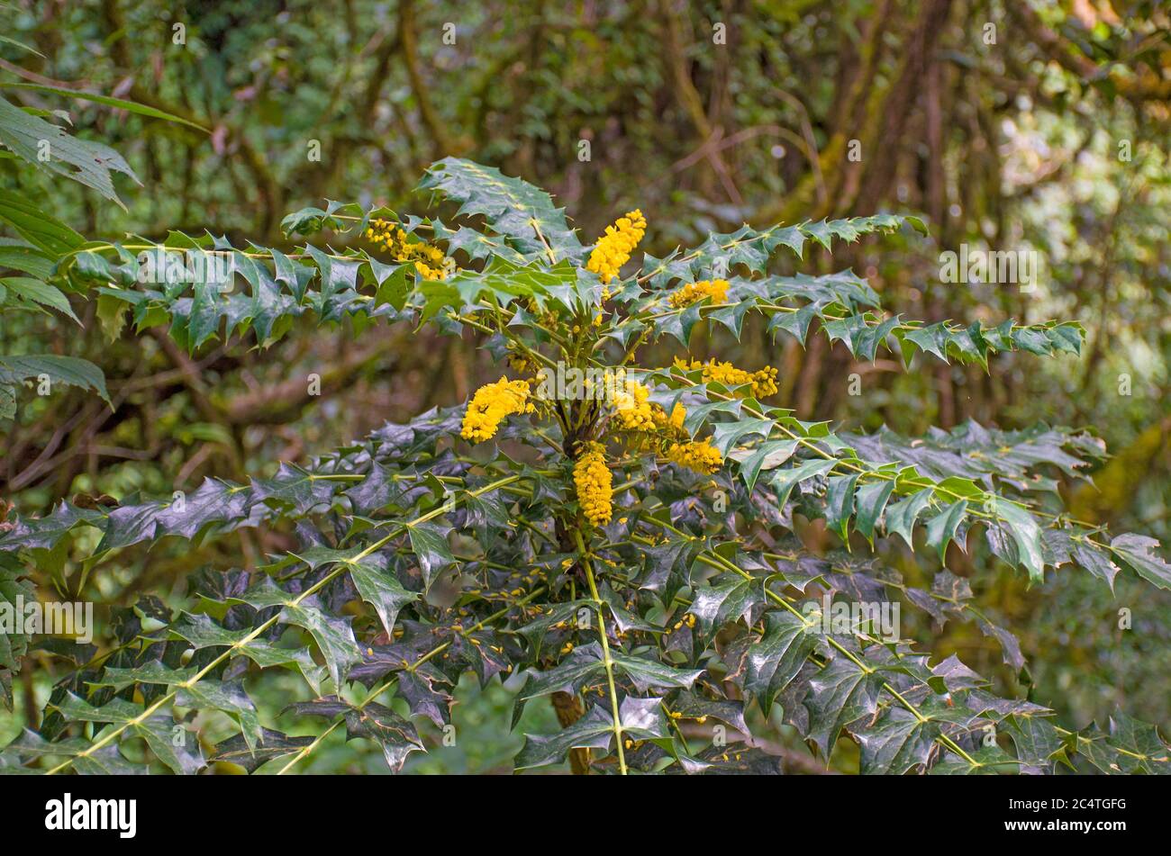 Yellow flowers are large in the Himalayas of Nepal Stock Photo - Alamy