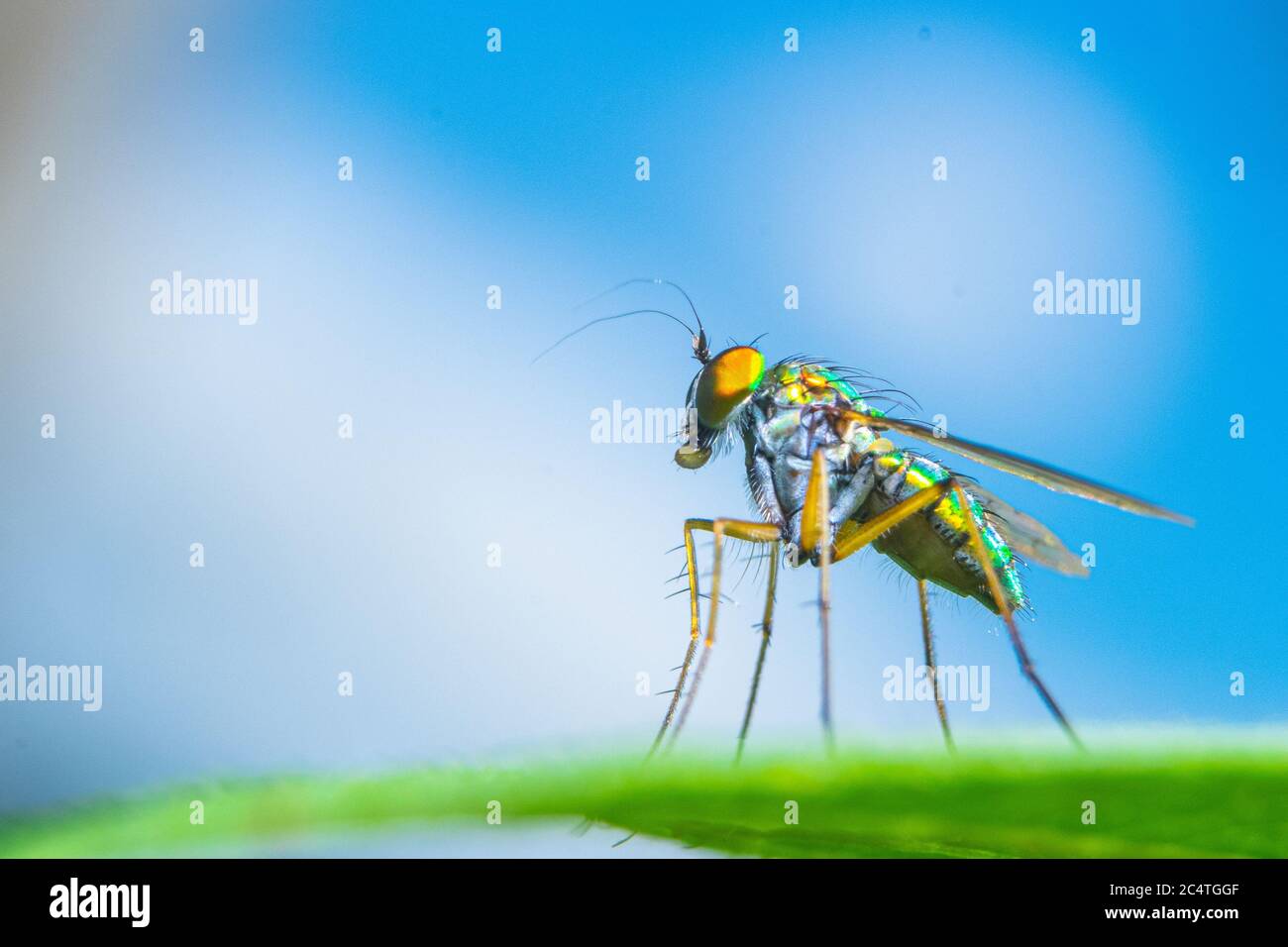 Dolichopodidae, the long-legged flies, are a large, cosmopolitan family ...