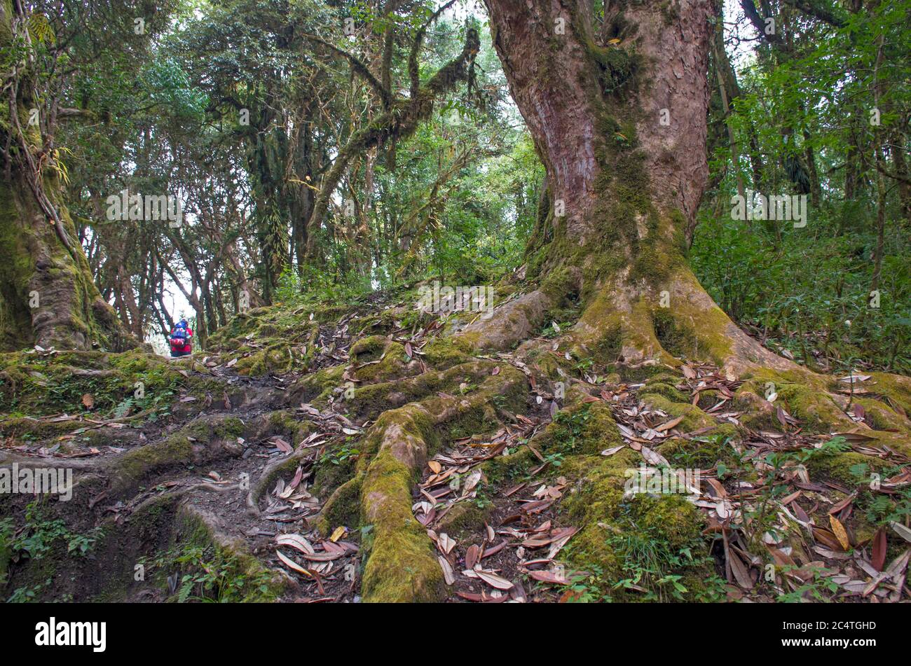 tropical forest in Asia in the mountains of Nepal Stock Photo - Alamy