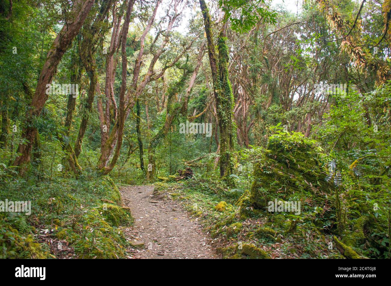 tropical forest in Asia in the mountains of Nepal Stock Photo - Alamy