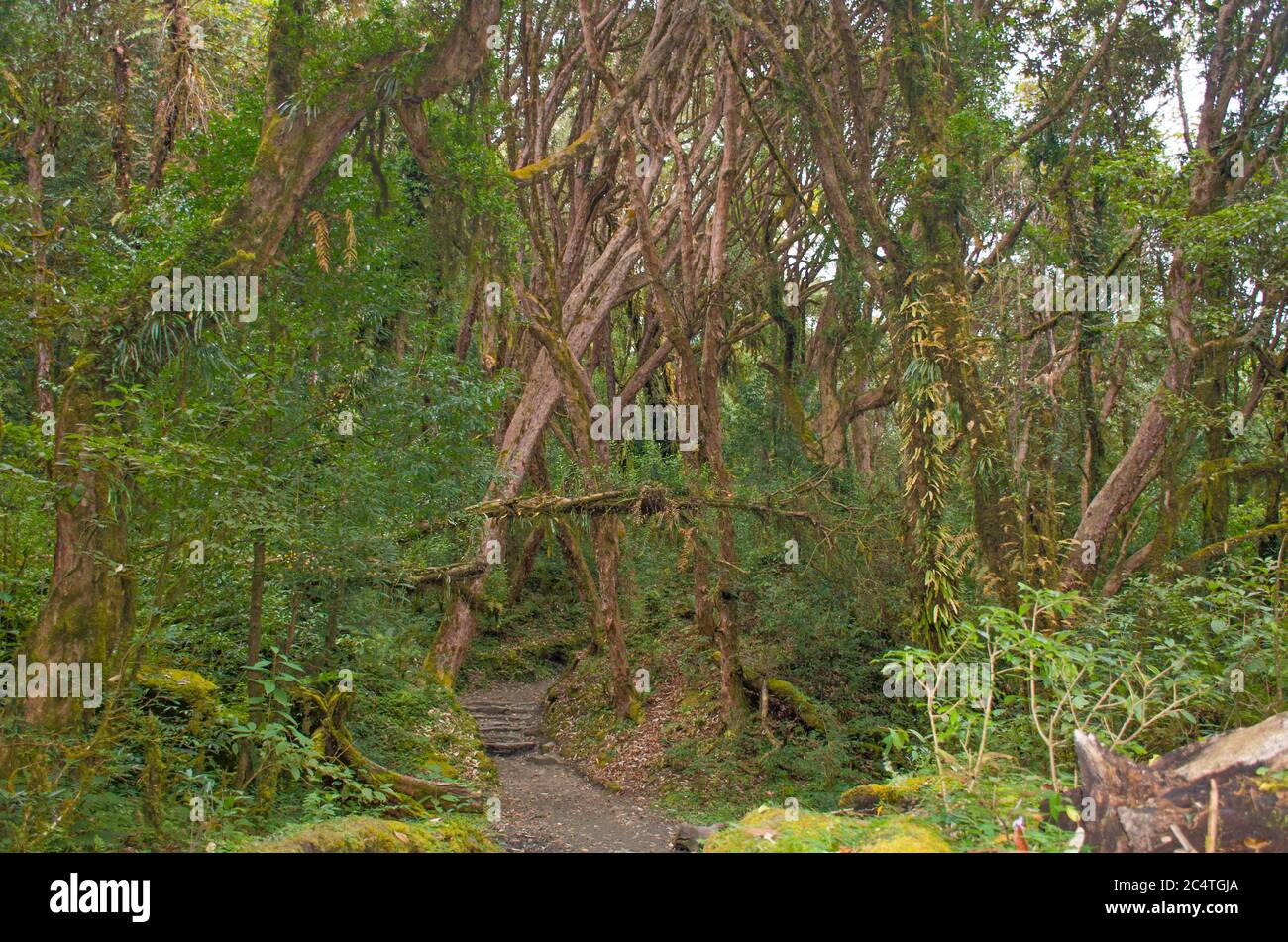 tropical forest in Asia in the mountains of Nepal Stock Photo - Alamy