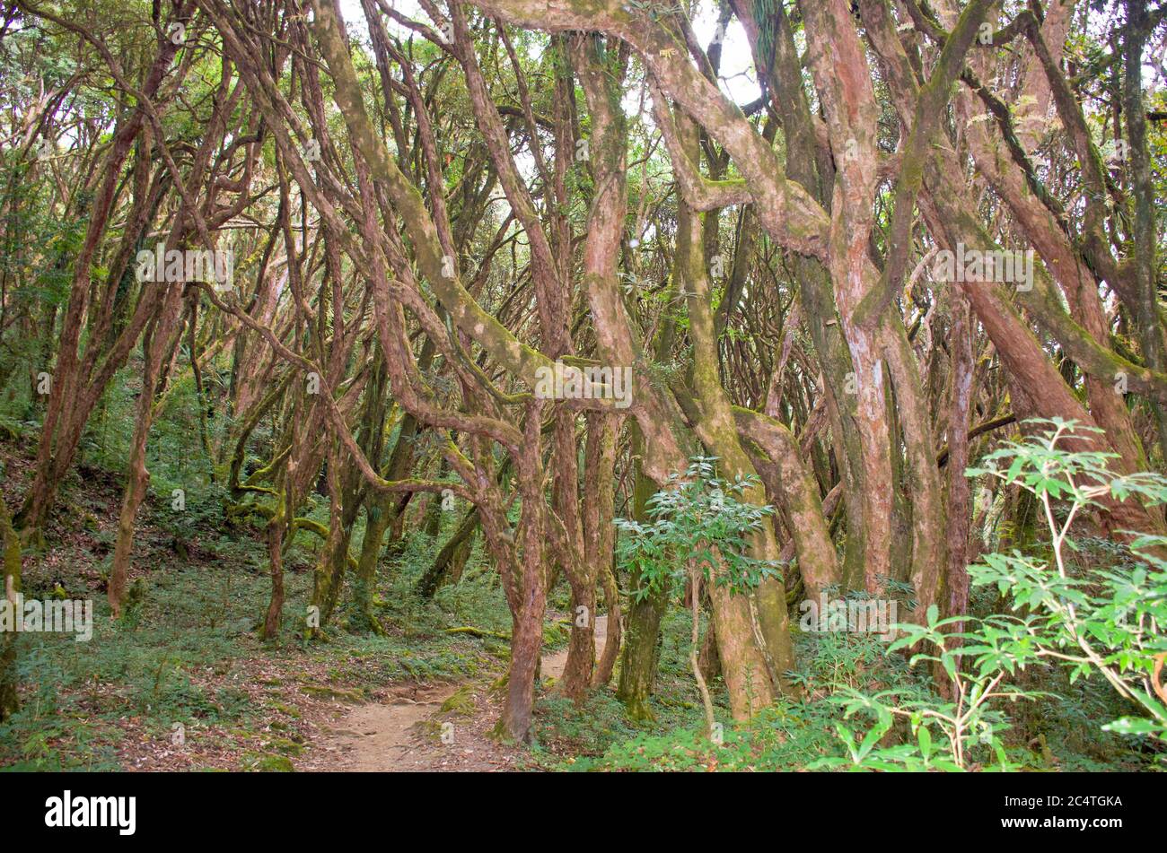 tropical forest in Asia in the mountains of Nepal Stock Photo - Alamy