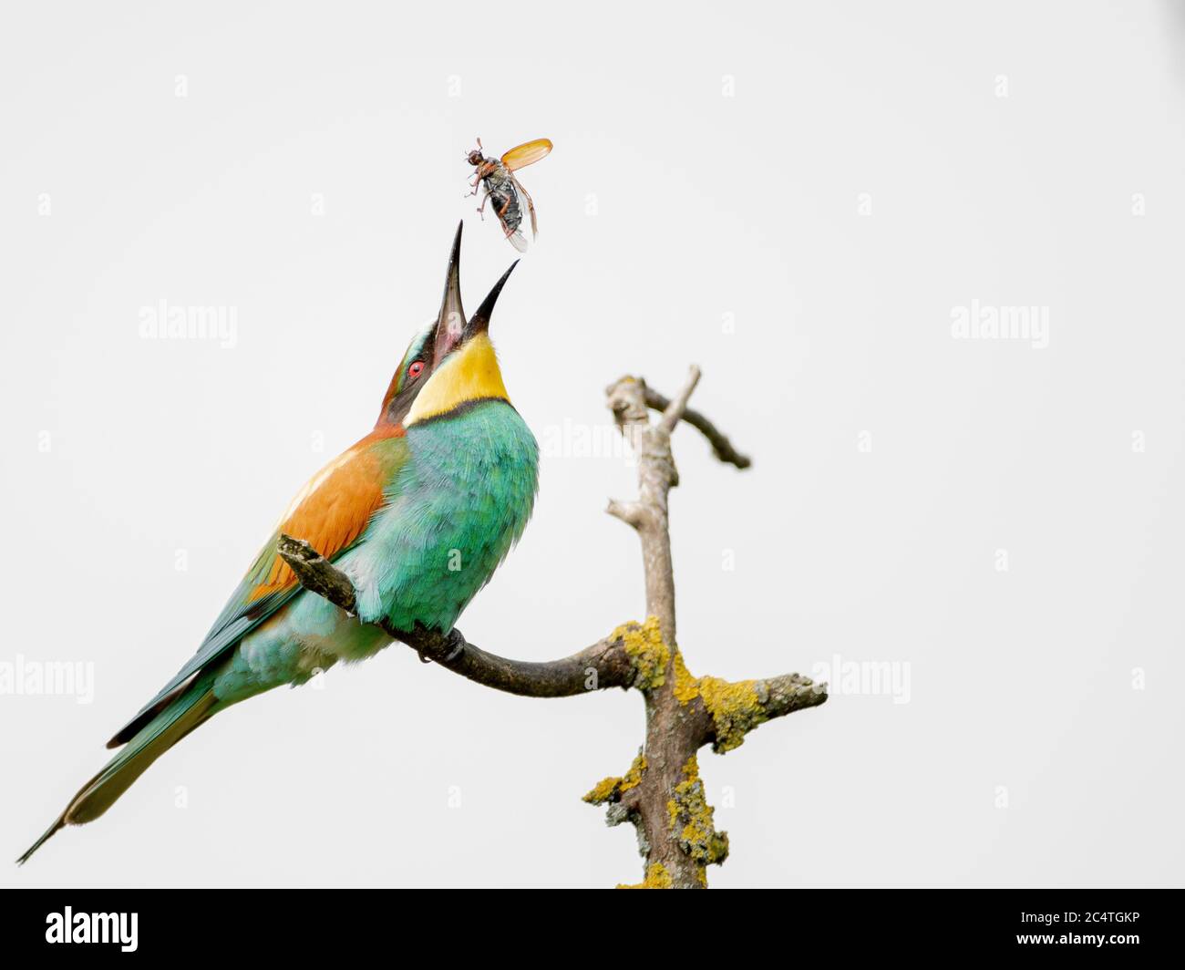 Colorful bee-eater trying to eat a flying insect on the tree branch ...