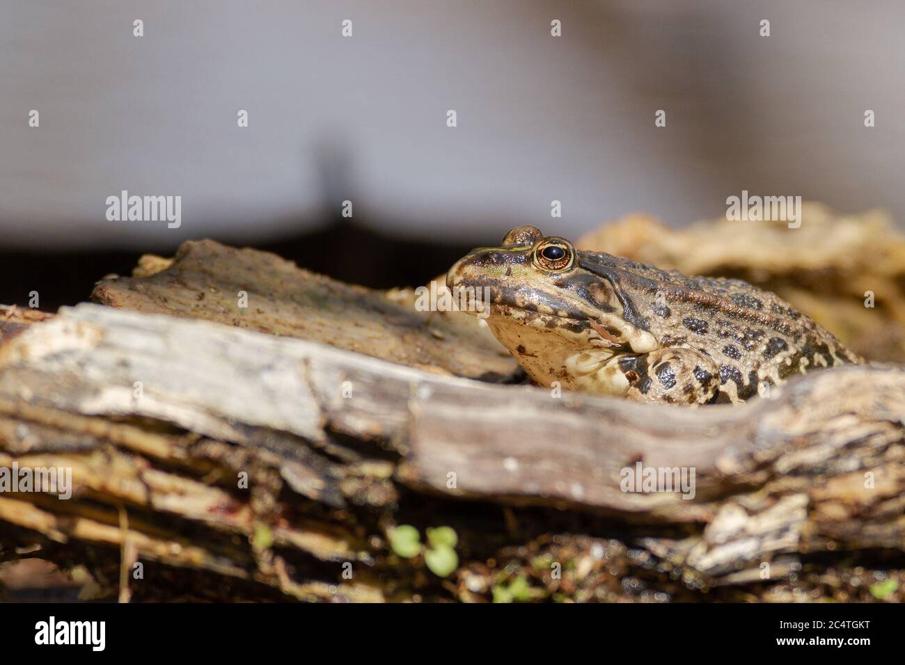 Toad nose hi-res stock photography and images - Alamy
