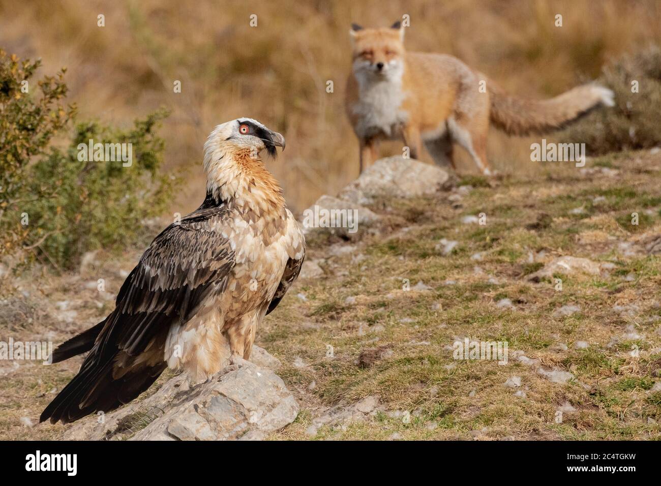 Big flying fox hi-res stock photography and images - Alamy