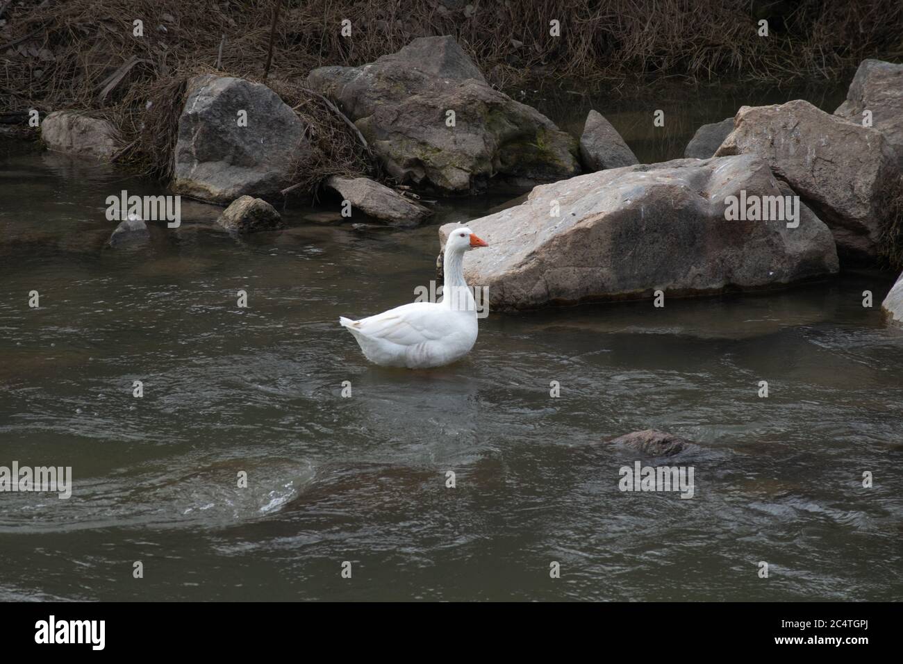 Landscape shot of a duck floating in a river Stock Photo - Alamy