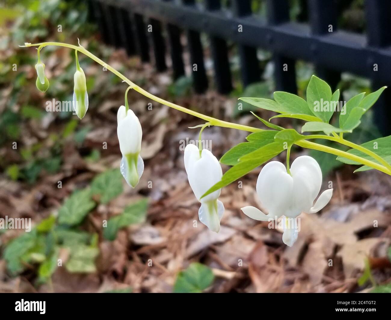 A branch of white bleeding hearts, or Asian bleeding hearts ...