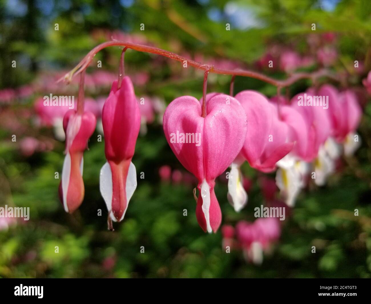 A branch of pink bleeding hearts, or Asian bleeding hearts ...