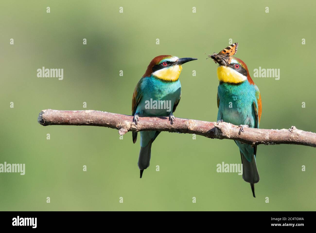 Bee-eater trying to eat an insect next to another one on the tree ...
