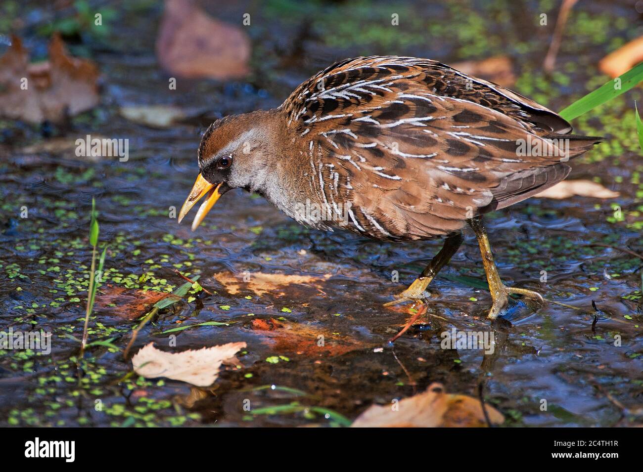 Sora rail foraging on fresh water pond during fall migration Stock ...
