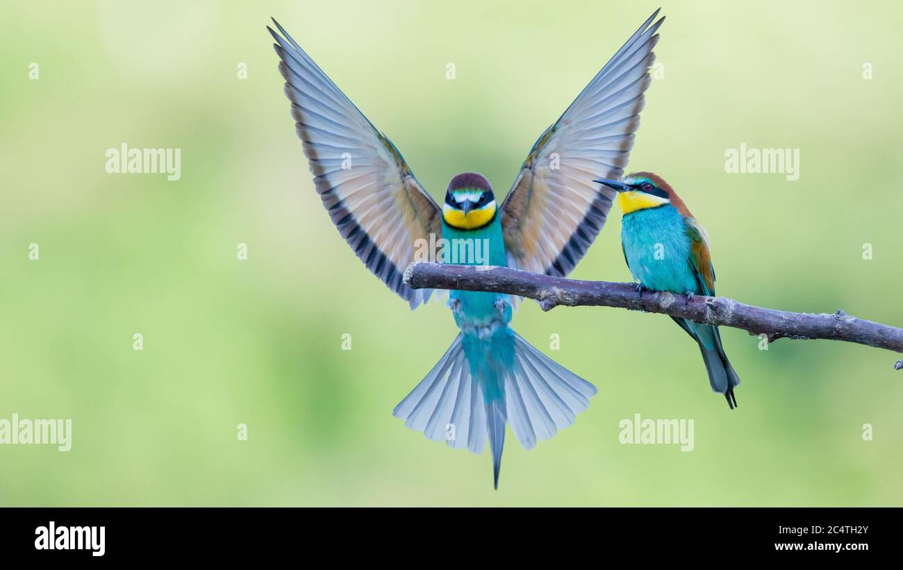 Bee-eaters with multicolored feathers sitting on the tree branch Stock ...