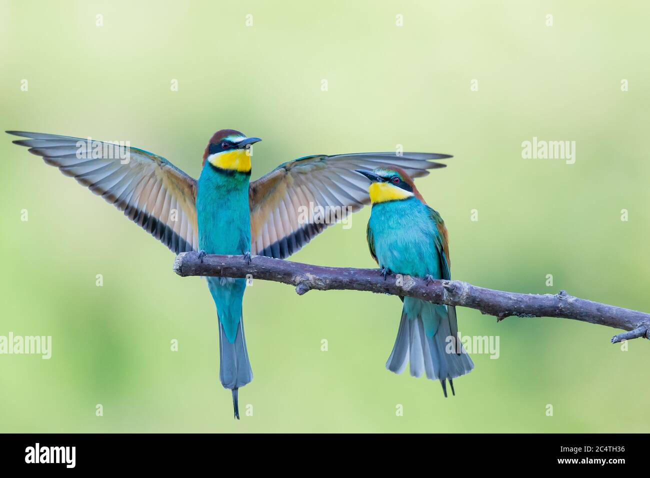 Bee-eaters with multicolored feathers sitting on the tree branch Stock ...