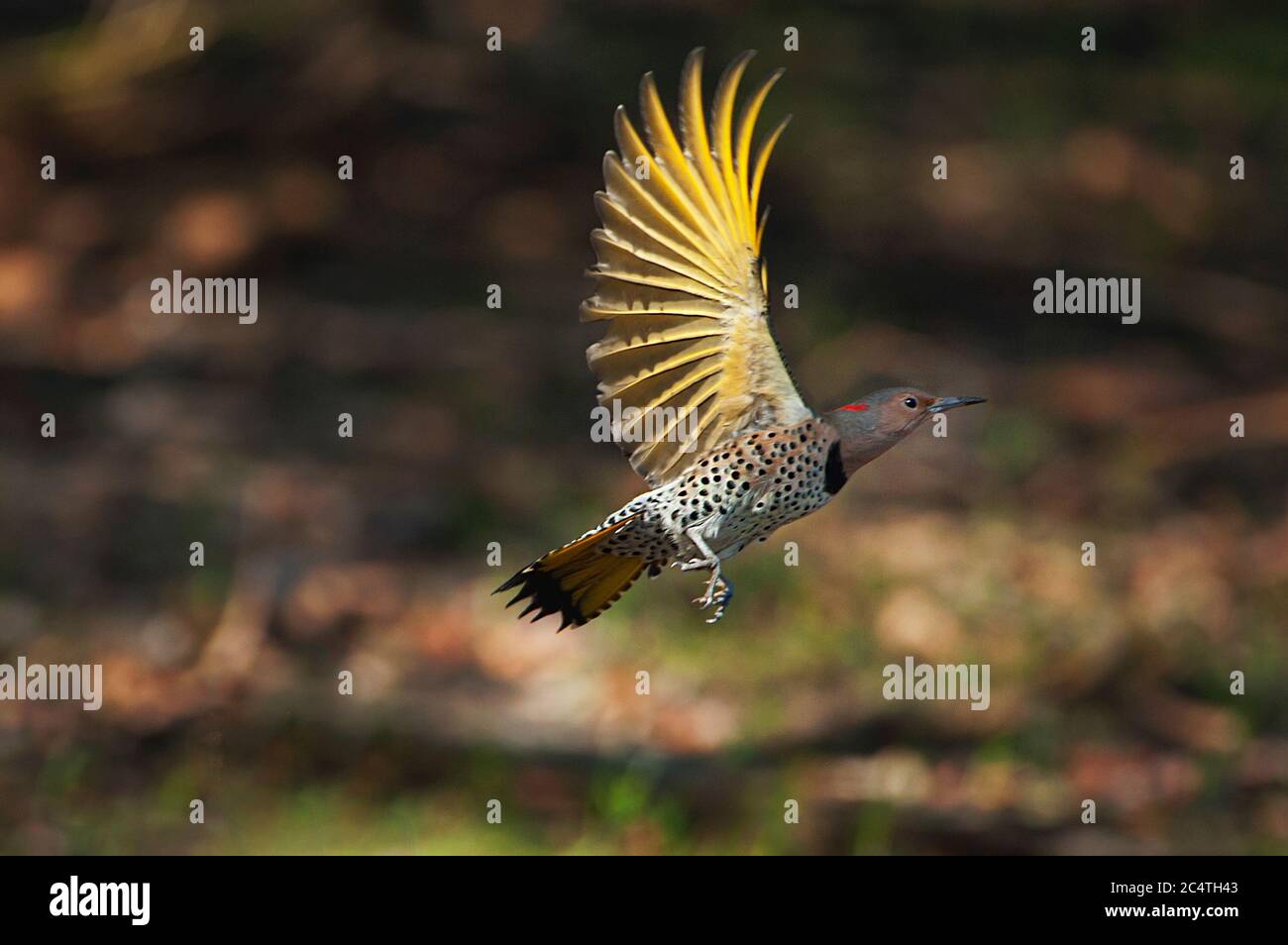 Woodpeckers and flickers hi-res stock photography and images - Alamy