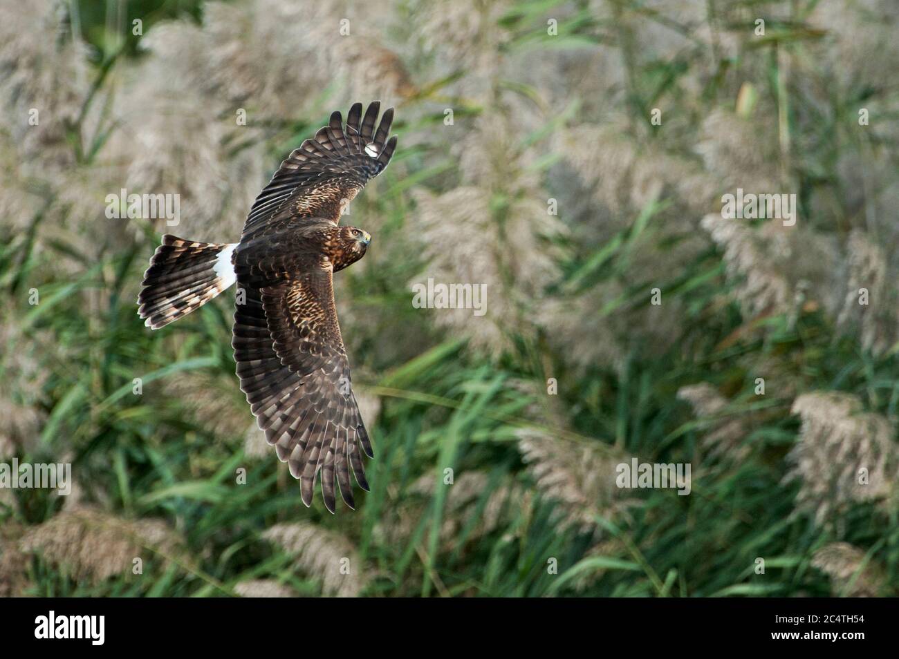 Northern harrier in flight Stock Photo - Alamy