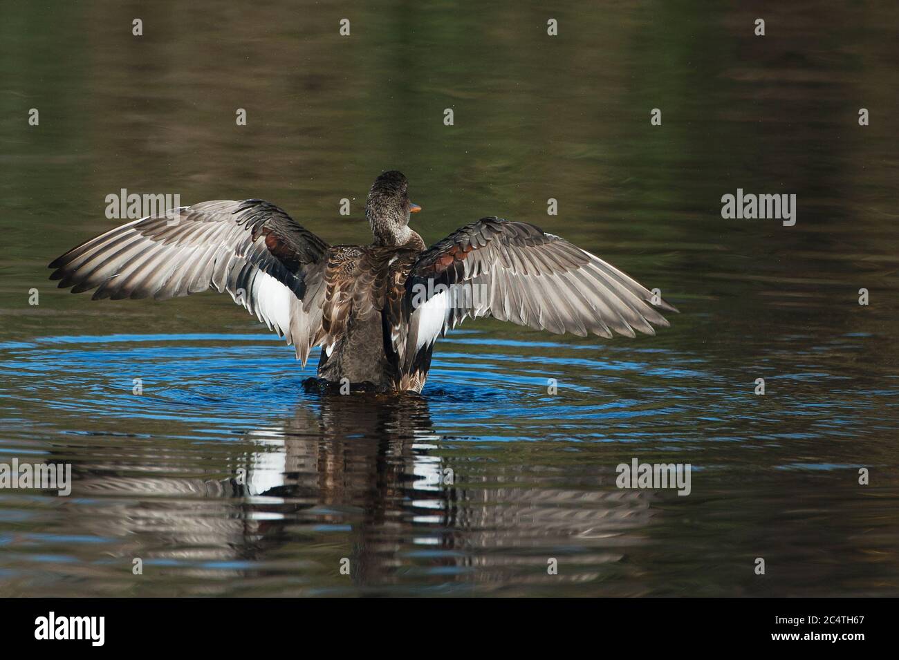 Gadwall flapping wings Stock Photo - Alamy