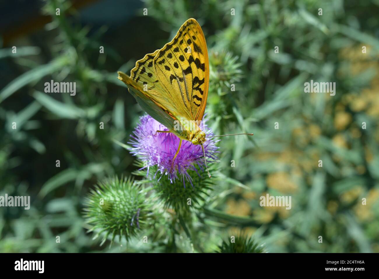 Argynnis paphia - Silver-washed Fritillary butterfly on a thistle ...