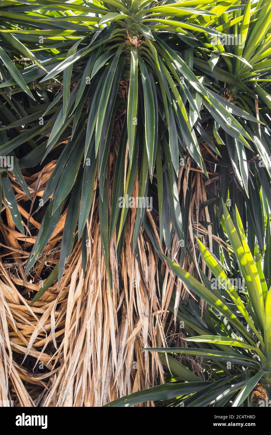 Vertical shot of trees of the agave species Stock Photo - Alamy