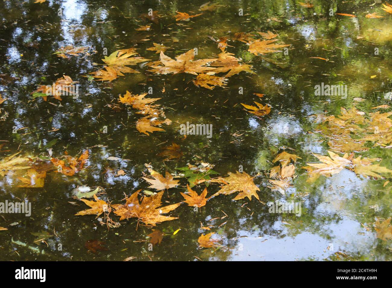 Maple leaf inside colorful hi-res stock photography and images - Alamy