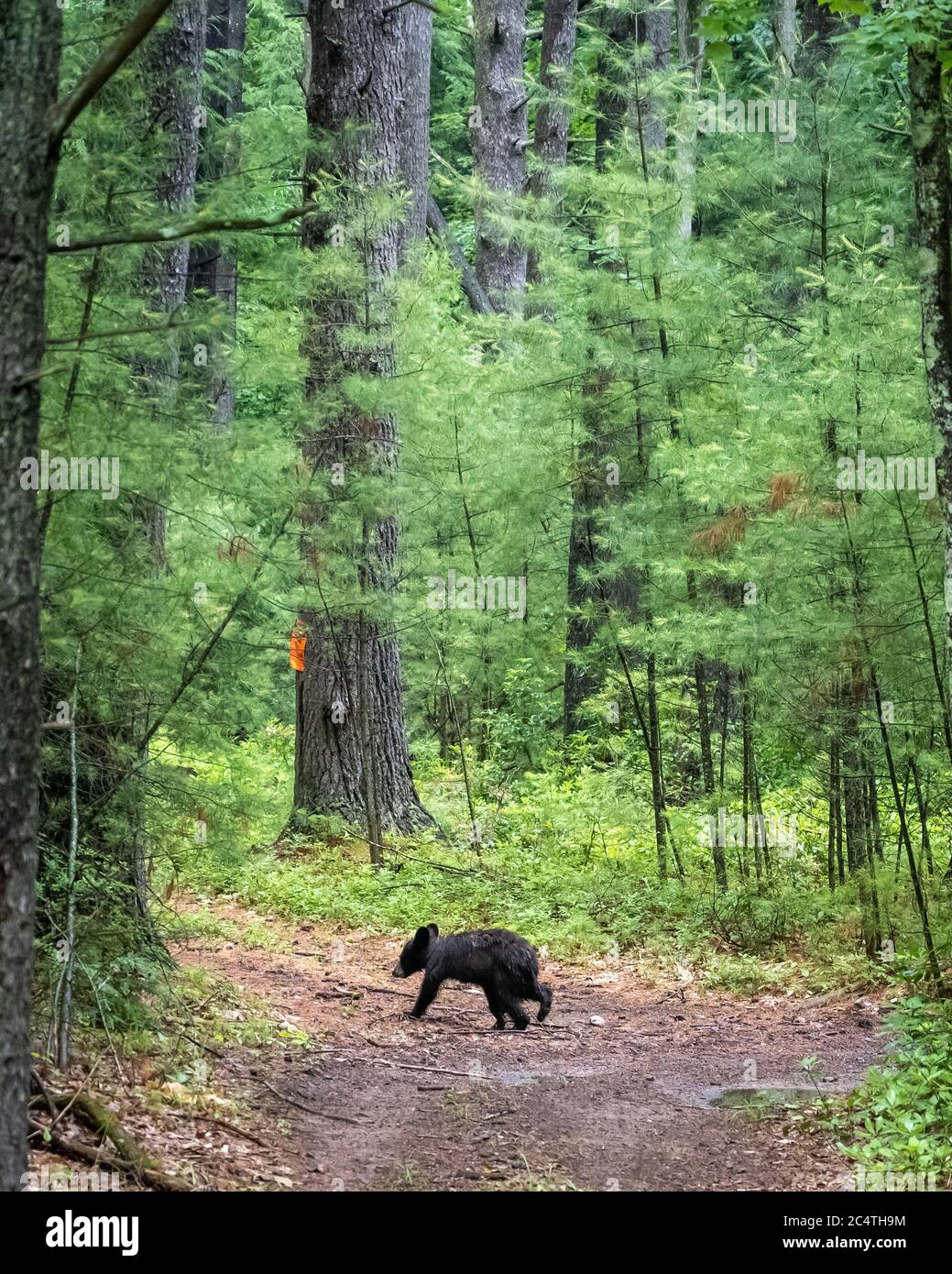 Upstate New York, USA, 28 June 2020. A black bear cub is seen in a ...