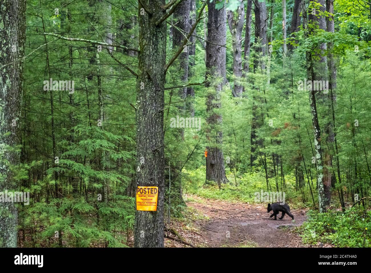 Upstate New York, USA, 28 June 2020. A black bear cub is seen in a ...