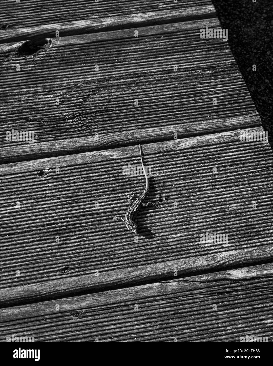 Grey and black lizard hi-res stock photography and images - Alamy