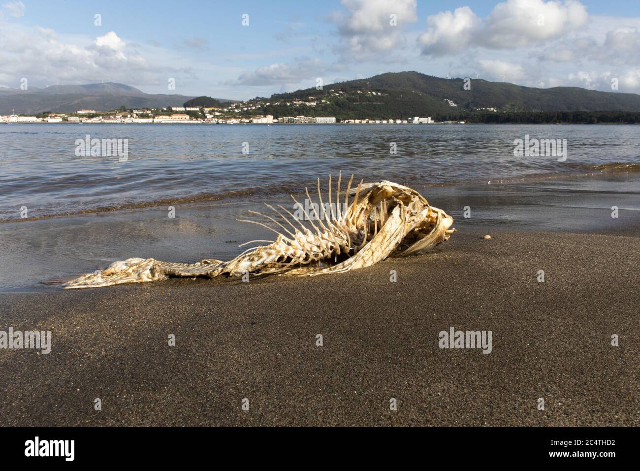 Skeleton of an animal in front of the water on the beach Stock Photo ...