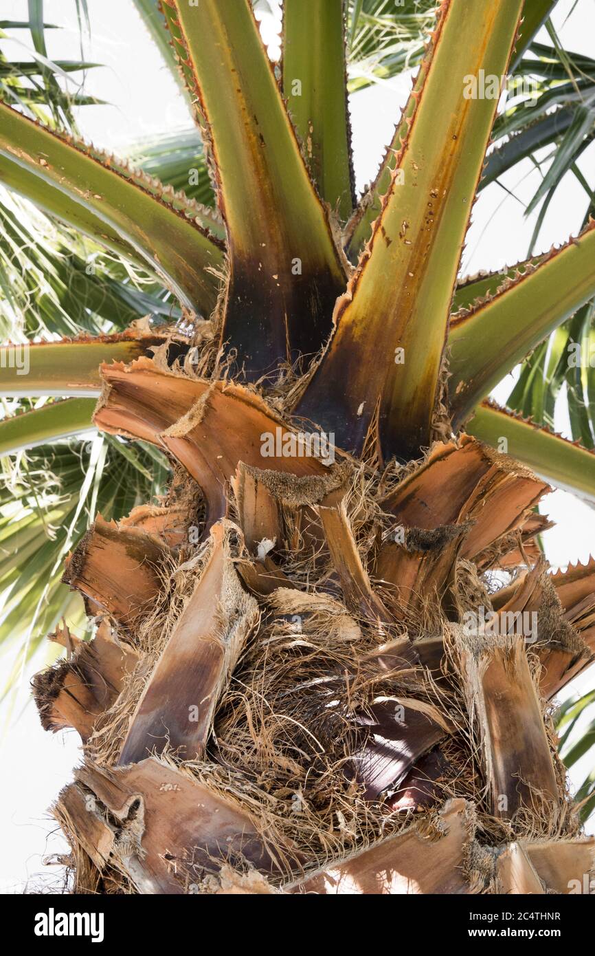 Babassu hi-res stock photography and images - Alamy