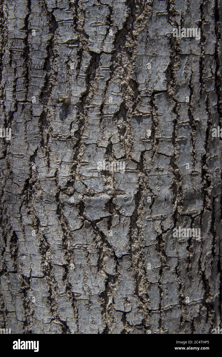 Vertical shot of the texture of a tree bark Stock Photo - Alamy