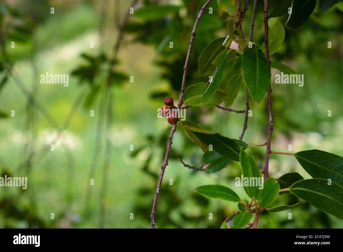 A closeup shot of tiny red berries growing on the branches of the tree ...