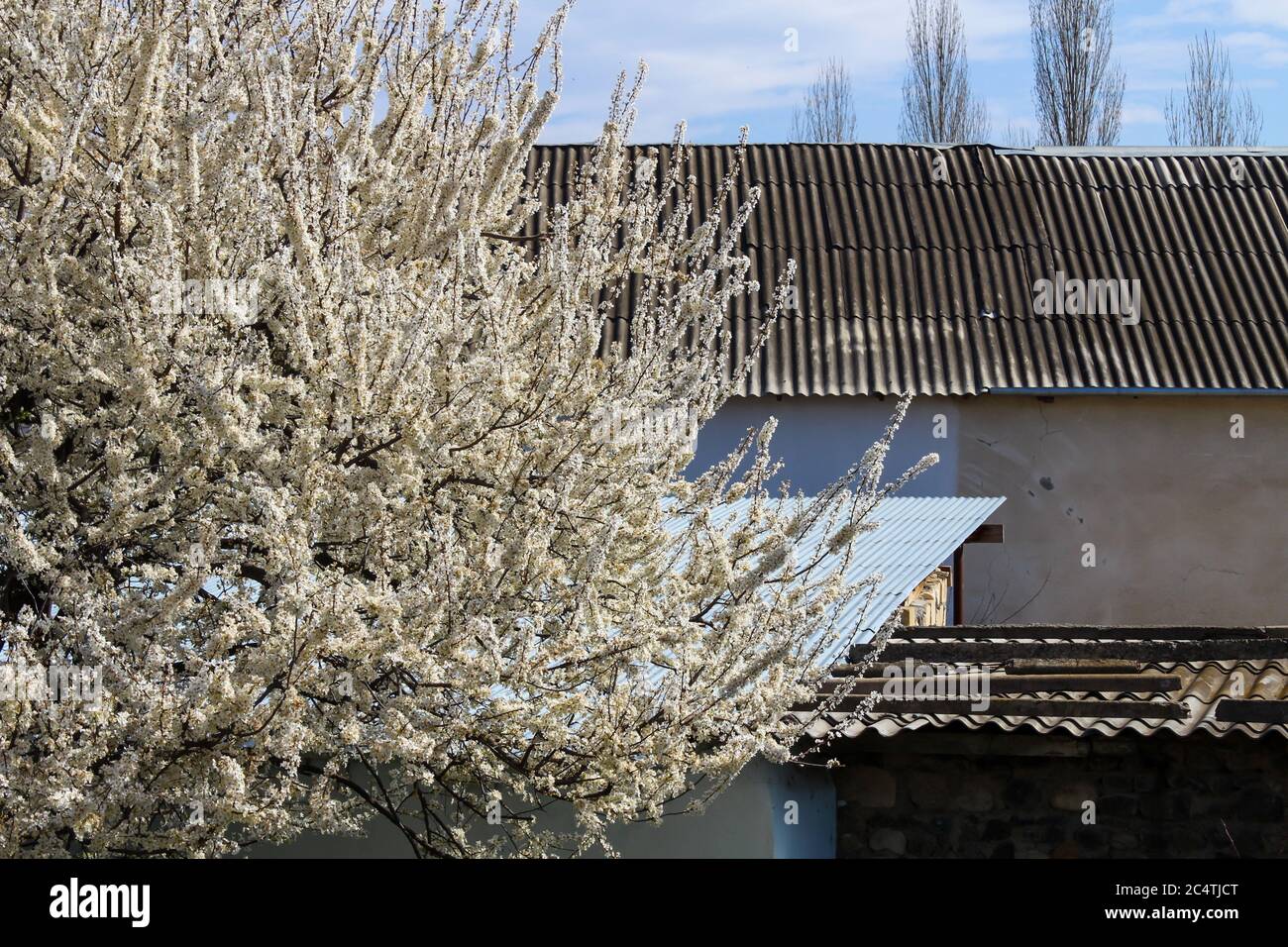 Old village with old gray houses and large trees Stock Photo - Alamy
