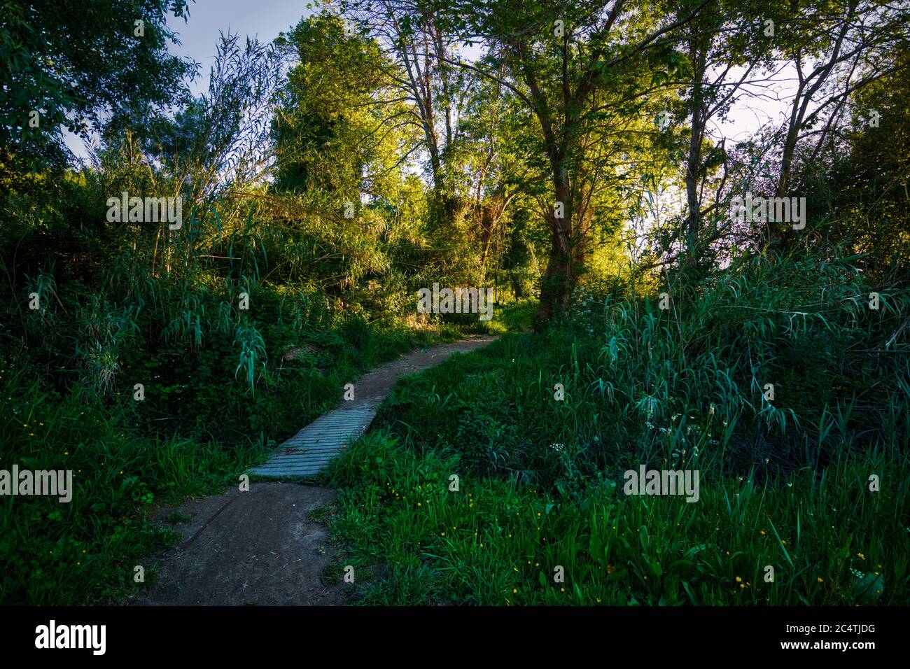 Beautiful pathway surrounded by grass and trees Stock Photo - Alamy