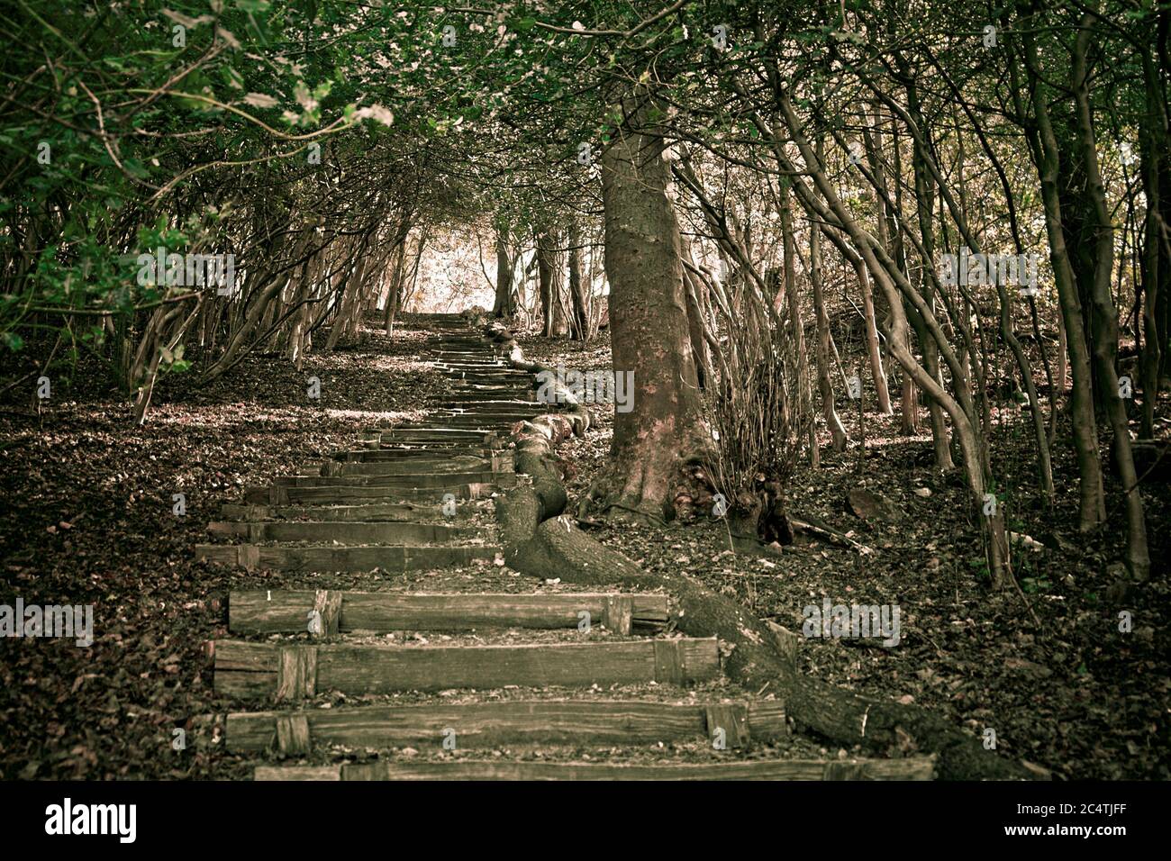 Landscape. Forest, path in the forest, stairs, stairway, wild, remote ...