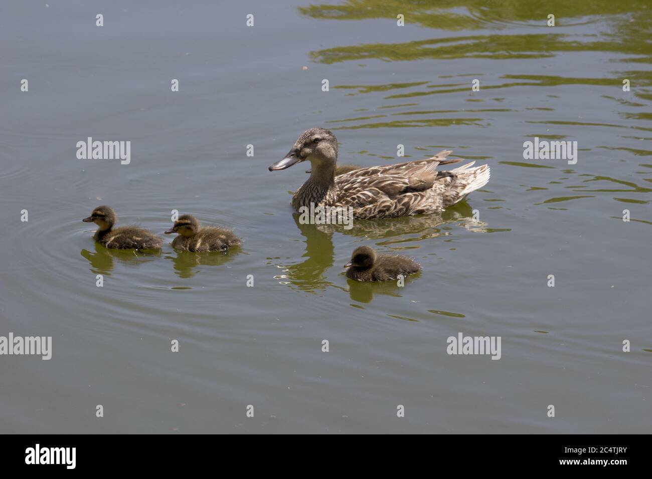 Mother and baby mandarin duck hi-res stock photography and images - Alamy