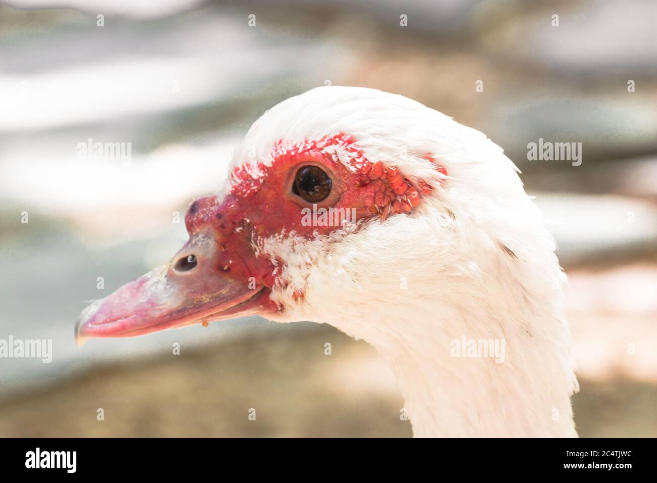 White Ducks With Red Beaks