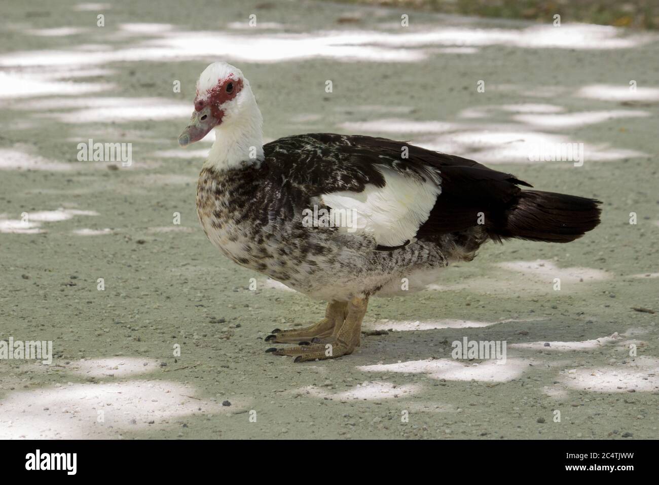 Duck with red feathers around the eyes standing on the ground Stock ...