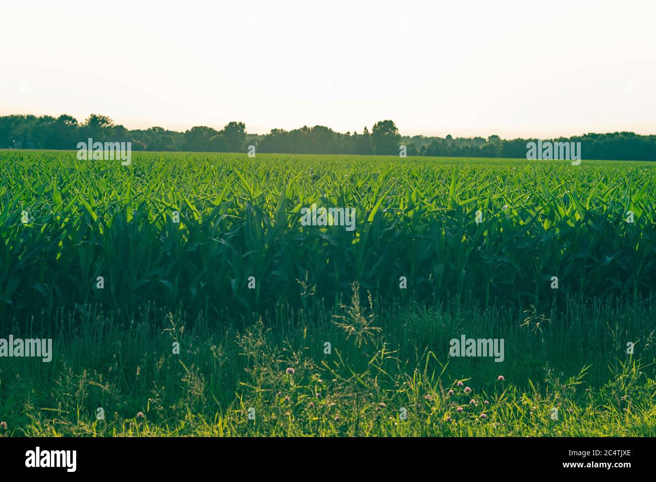 Corn silos hi-res stock photography and images - Alamy