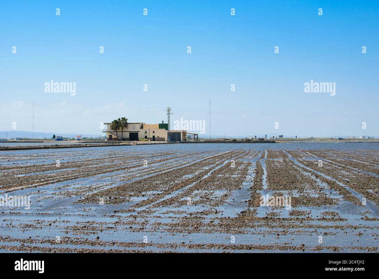Landscape of rice fields near the lagoon of Valencia, Spain. Freshly ...