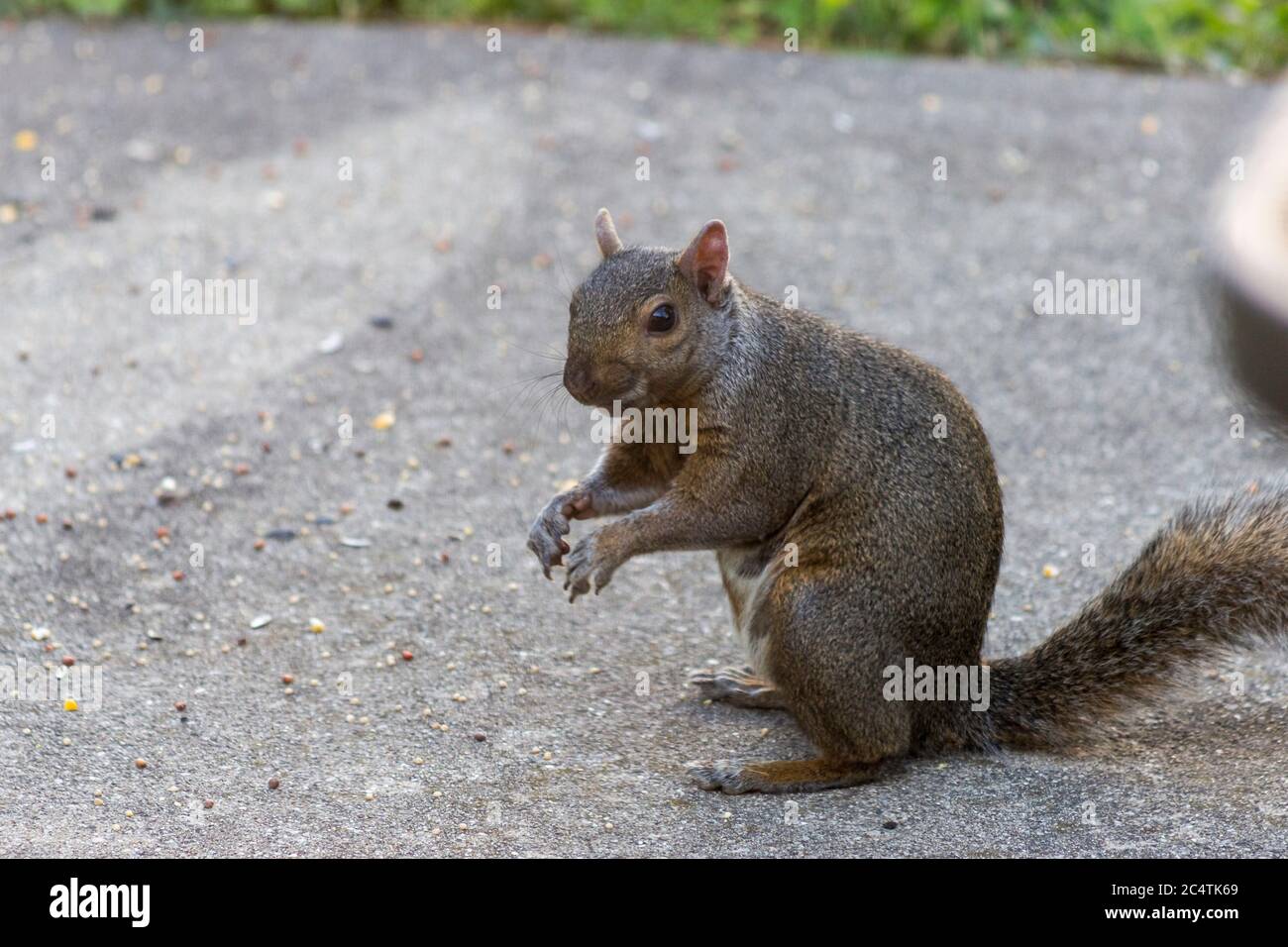 Squirrel Eating Food Stock Photo - Alamy