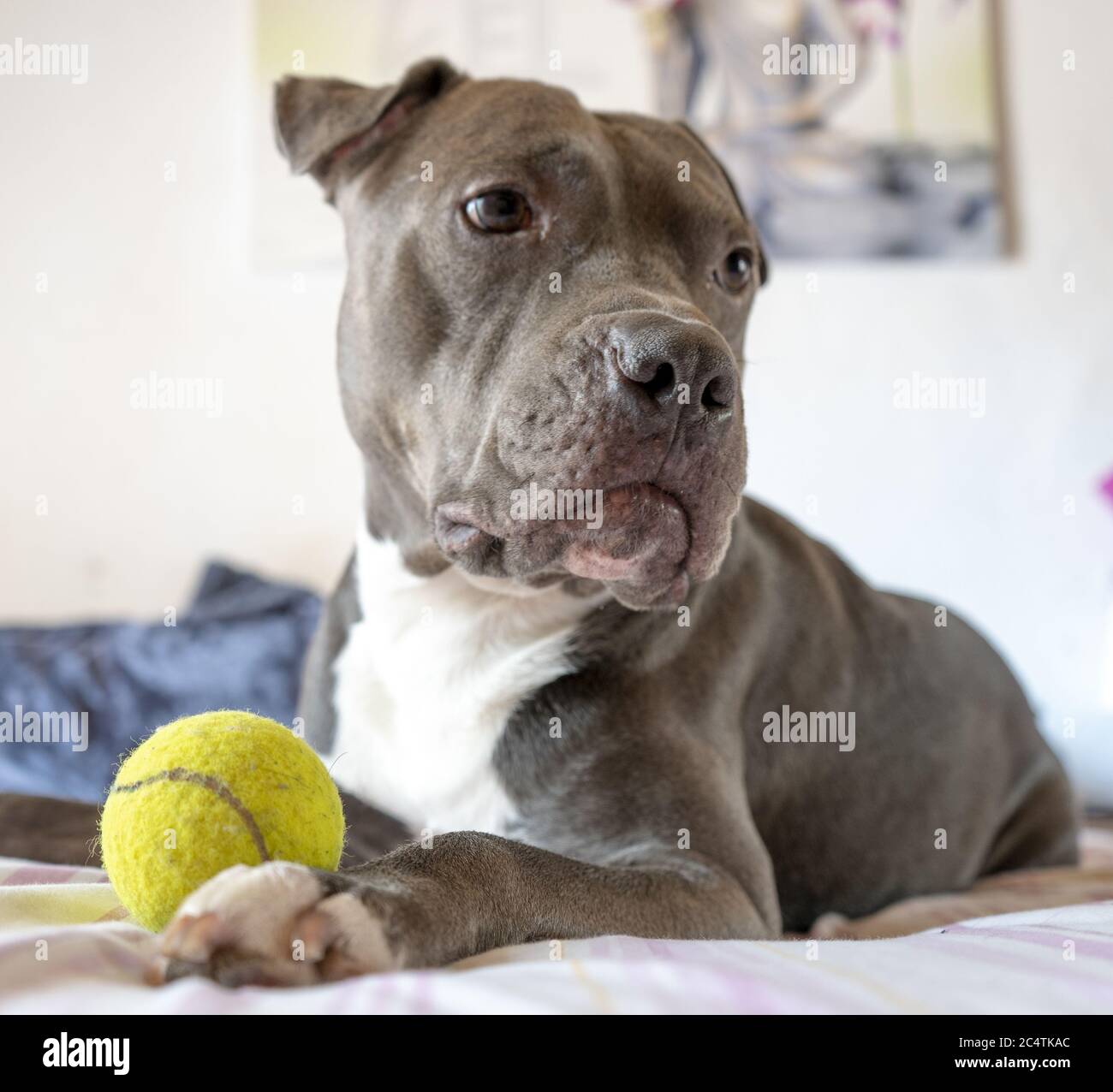 Selective focus shot of an American Pit Bull terrier sitting on the bed ...
