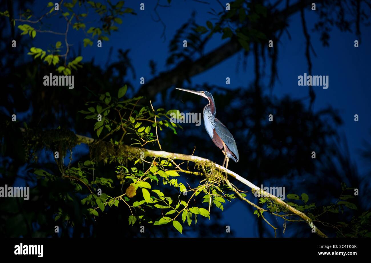 An endangered Agami Heron (Agamia agami) at night during a bird ...