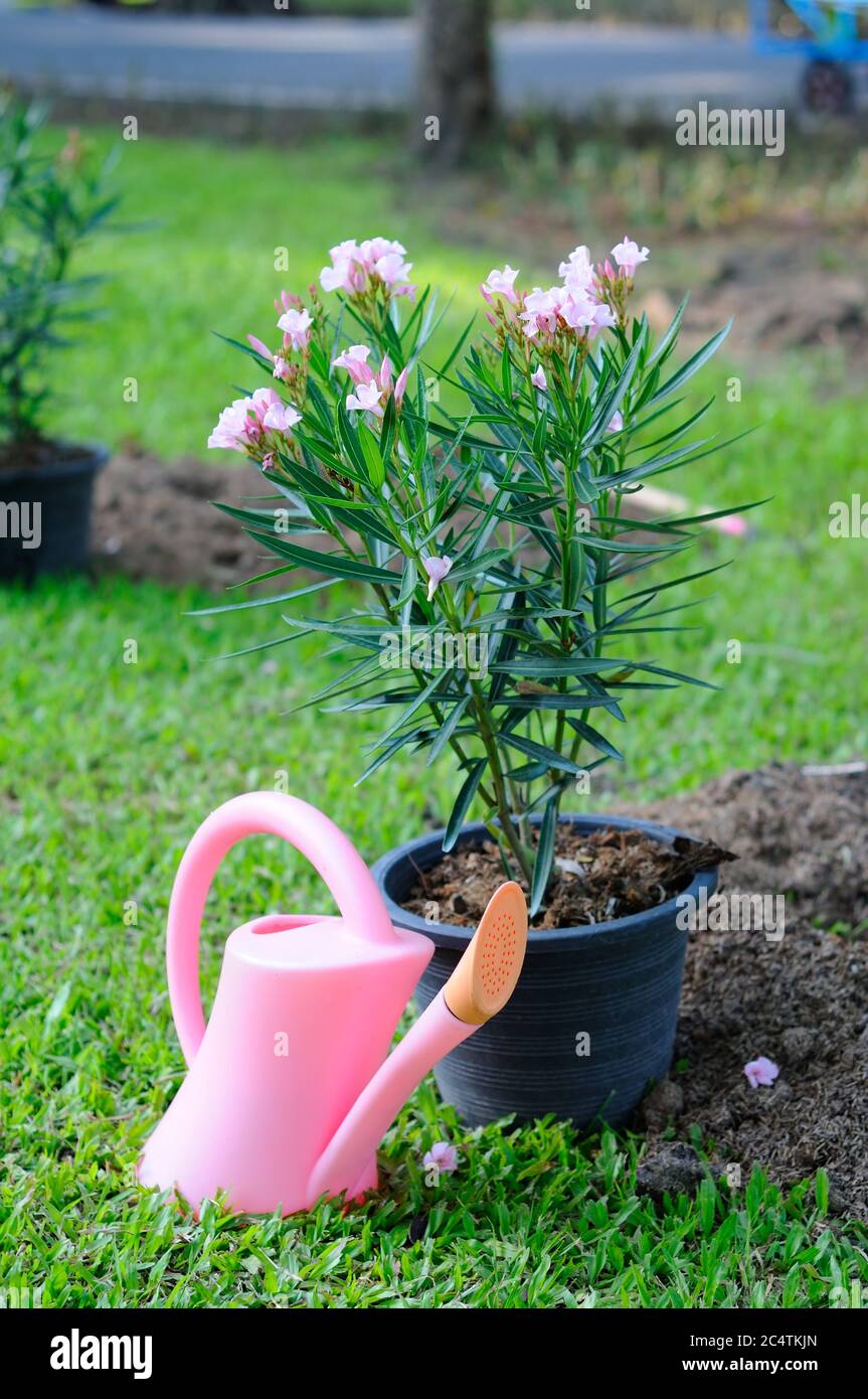 Gardening on fine day hi-res stock photography and images - Alamy