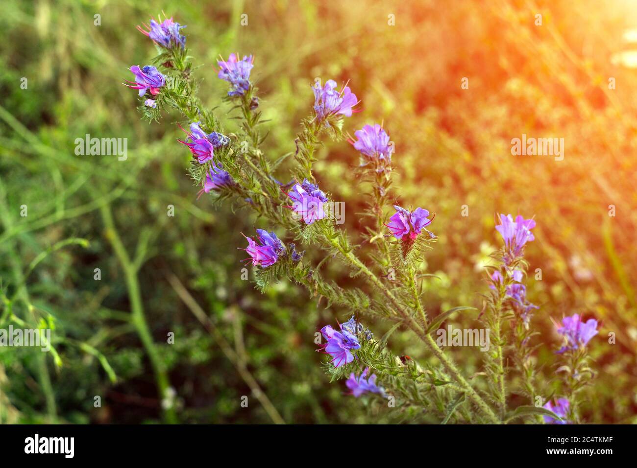 Purple flower growing on a wild grass field. Natural background Stock ...