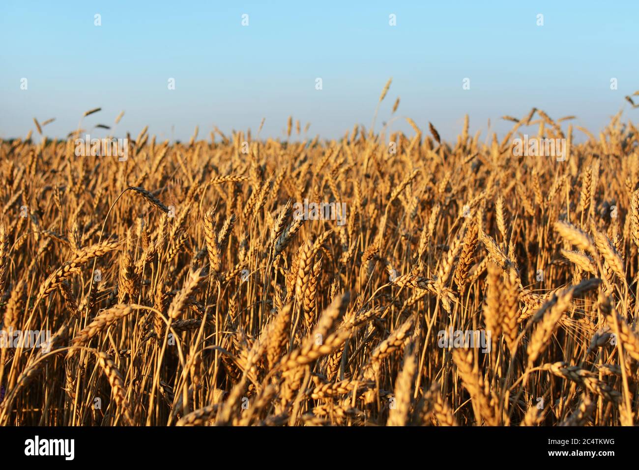 Golden wheat field, agricultural industry concept. Natural background ...