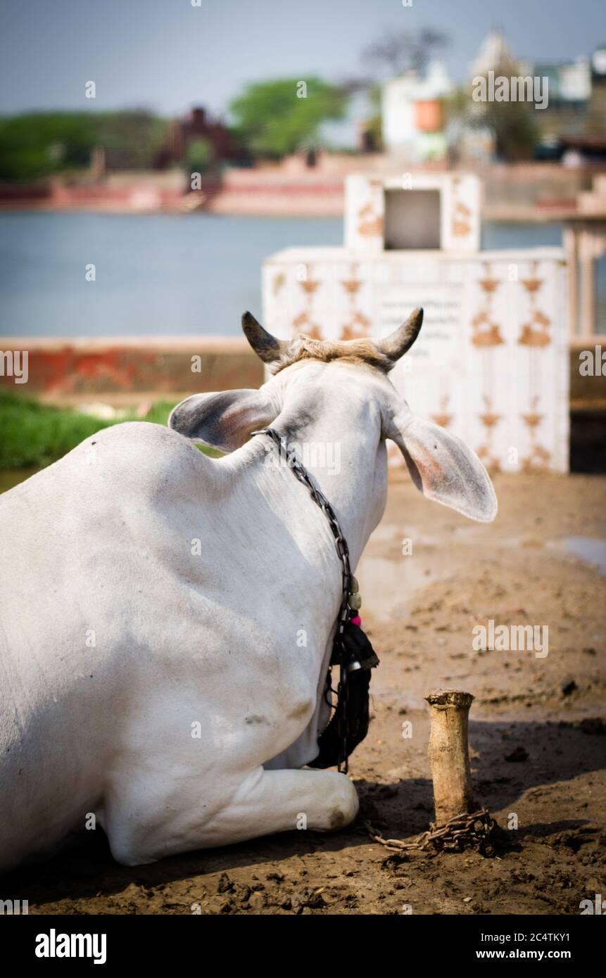 Vertical shot of a white Indian cow sitting on the ground facing away ...