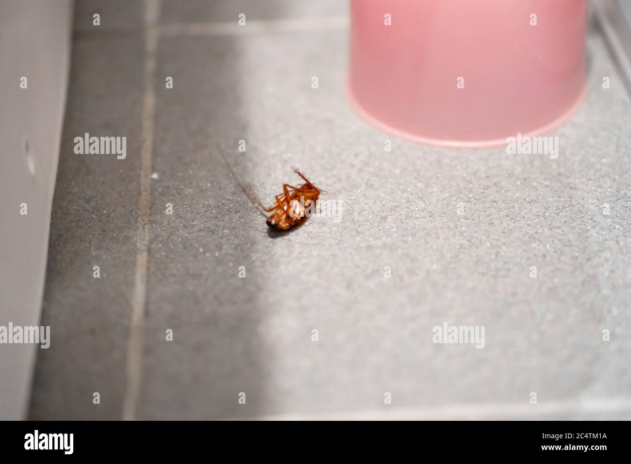 A huge cockroach on the floor. Insect pests in the house Stock Photo ...