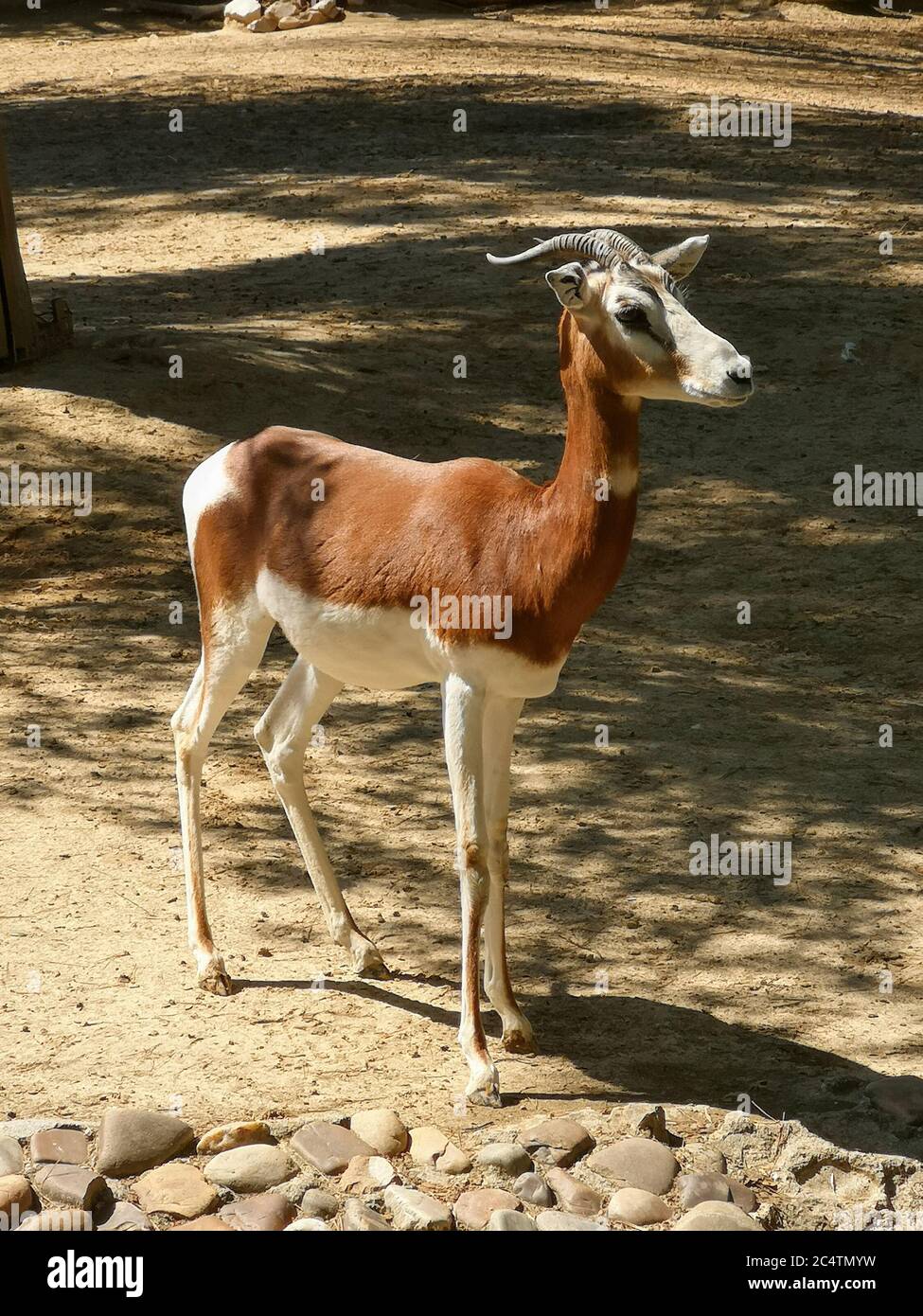 Male female springbok hi-res stock photography and images - Alamy